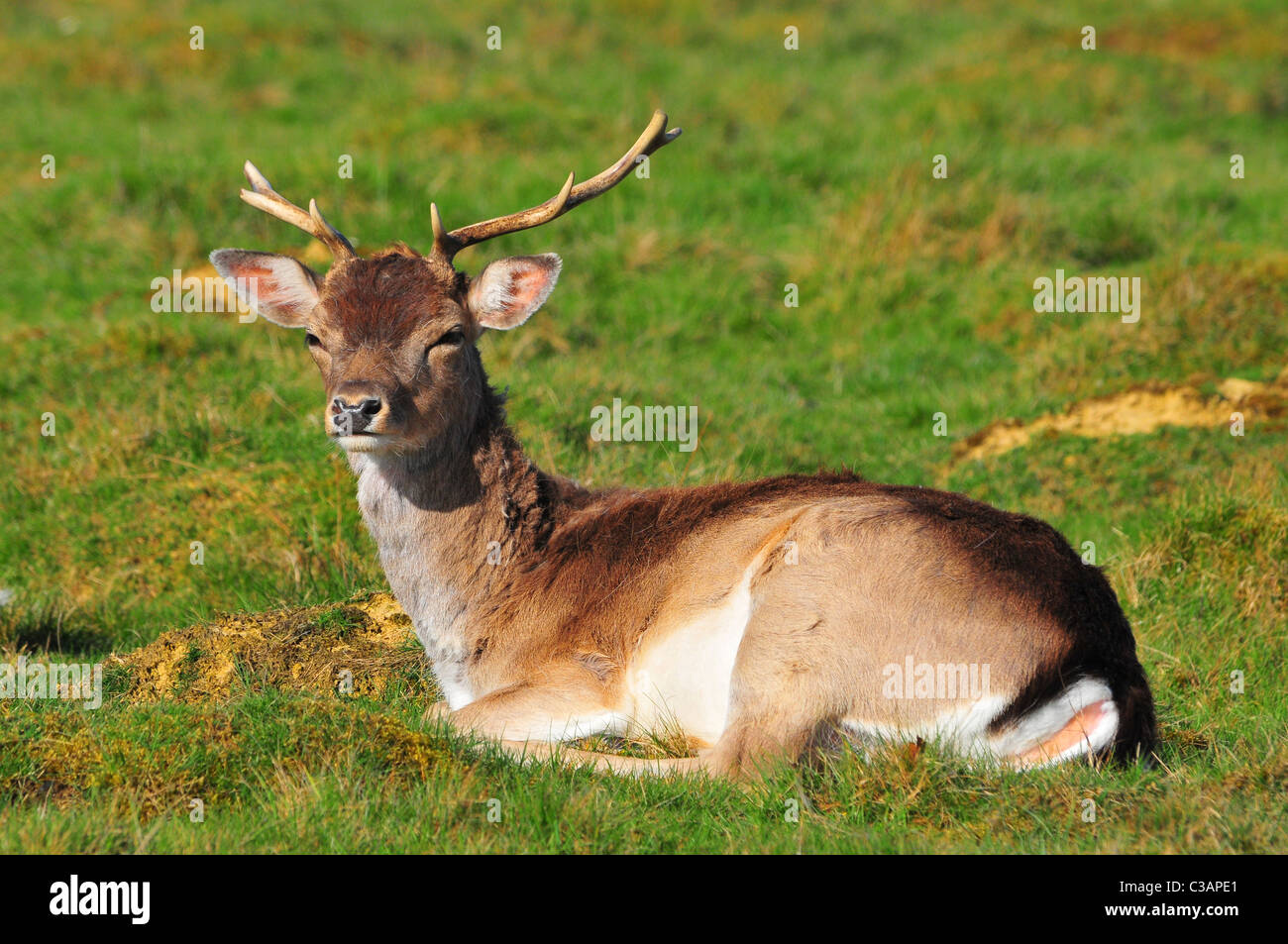 Fallow deer stag Stock Photo - Alamy