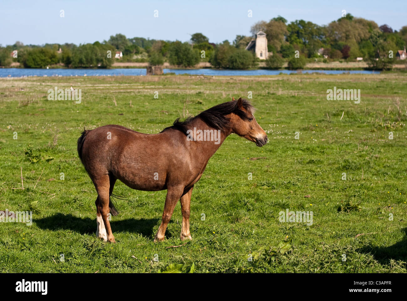 Ampton water hi-res stock photography and images - Alamy