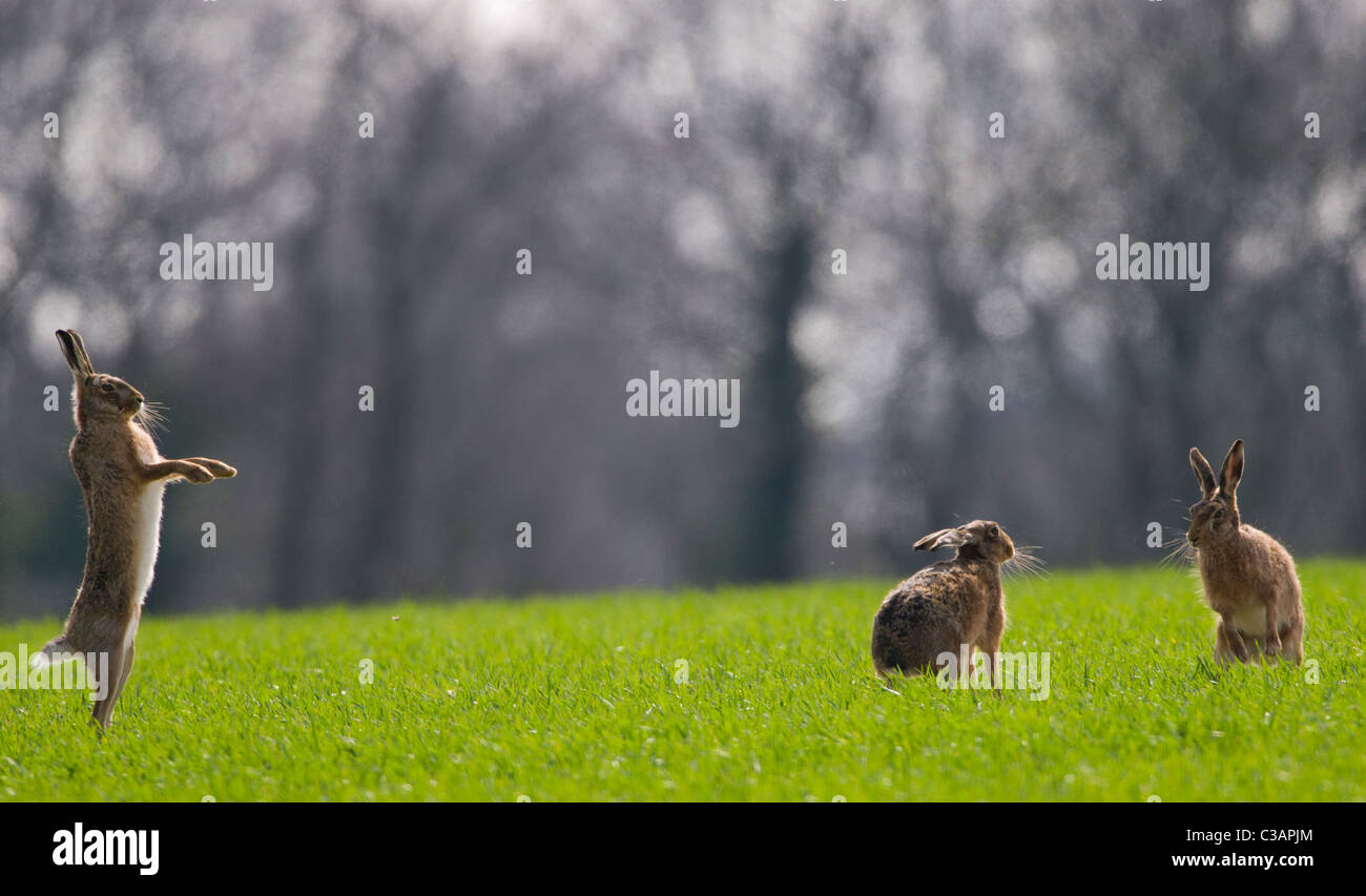 Boxing hares hi-res stock photography and images - Alamy