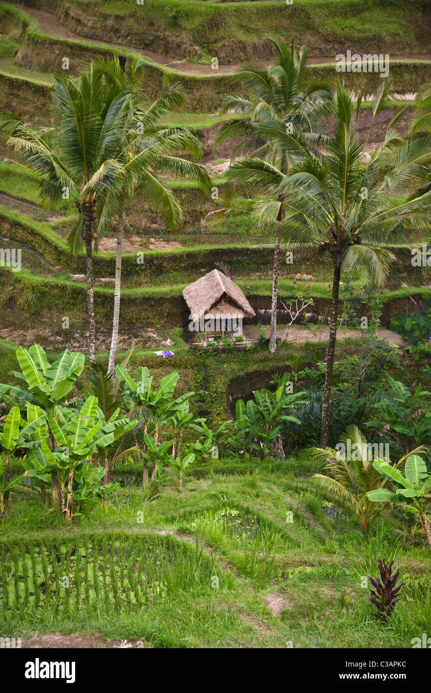 The CEKING RICE FIELD TERRACES with COCONUT PALMS not far from UBUD ...