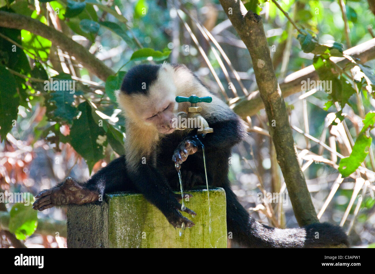 White faced capuchin drinking water , Costa Rica Stock Photo - Alamy