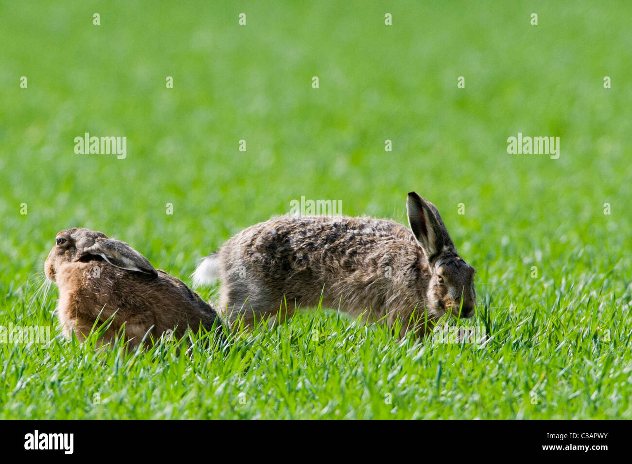 Predatory Male brown hare (Lepus europaeus) circling female Stock Photo ...