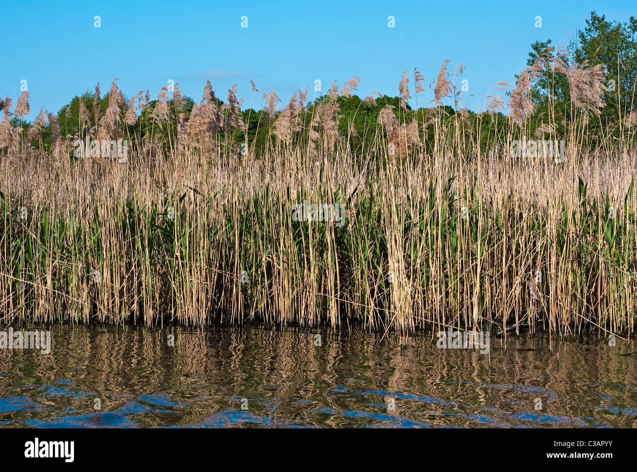 Reeds at the edge of a lake Stock Photo - Alamy