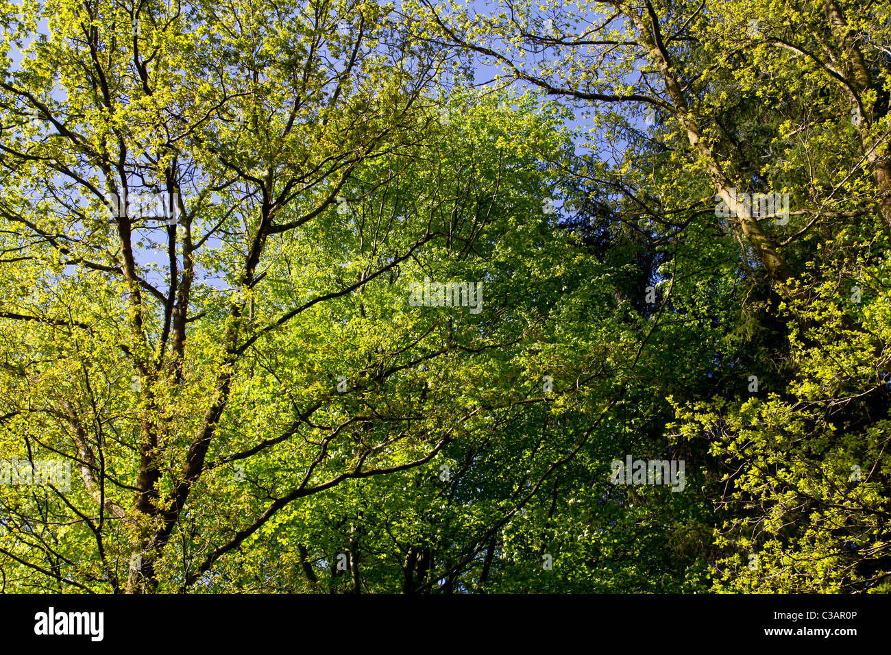 A mixed bunch of trees full of freshly opened leaves on a fine Spring ...