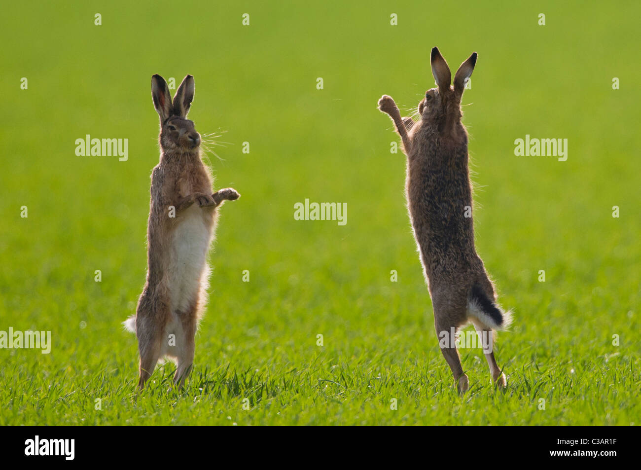 Boxing hares hi-res stock photography and images - Alamy