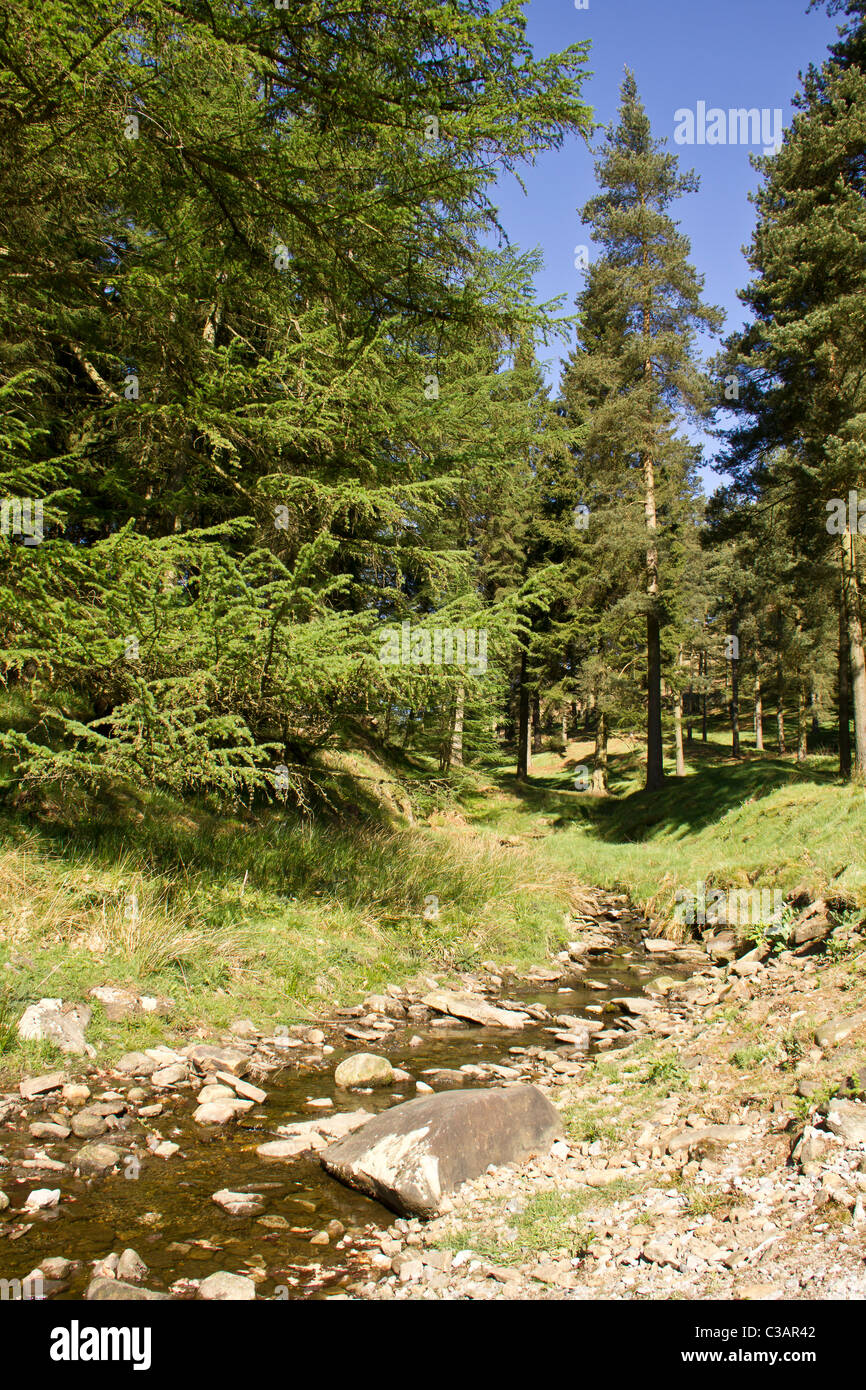 A lovely little stream flowing from Ronksley Moor near Howden reservoir ...