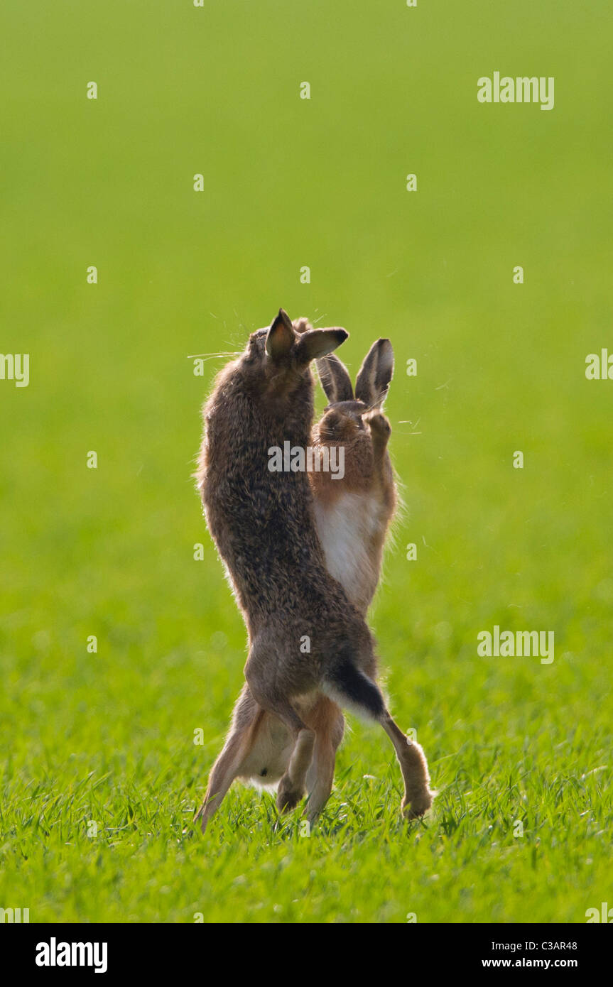 Male hare boxing hi-res stock photography and images - Alamy