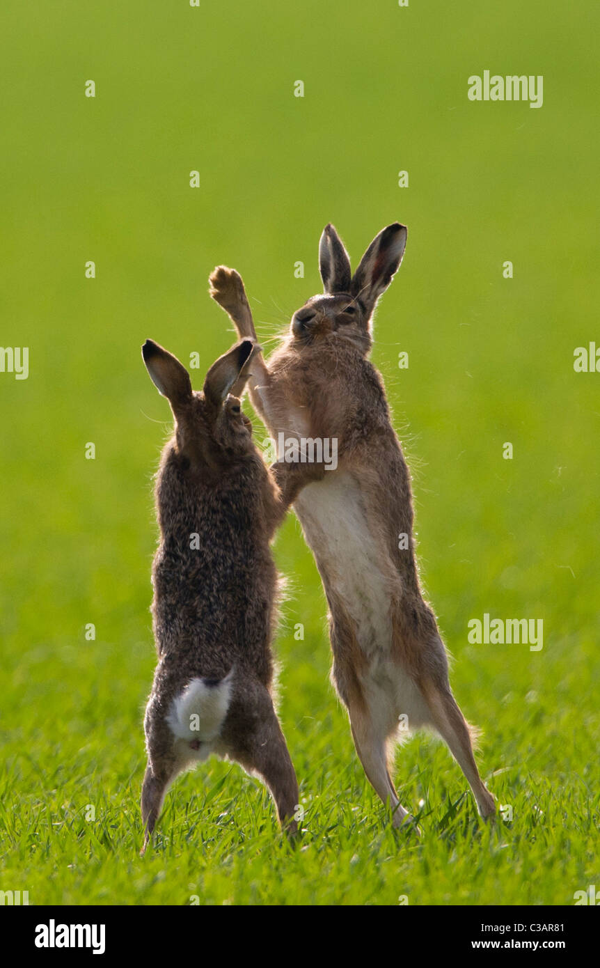 Boxing hares hi-res stock photography and images - Alamy