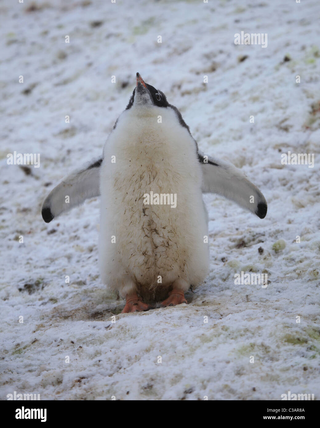 [Gentoo penguin] [Pygoscelis papua] facing camera with wings (flippers ...