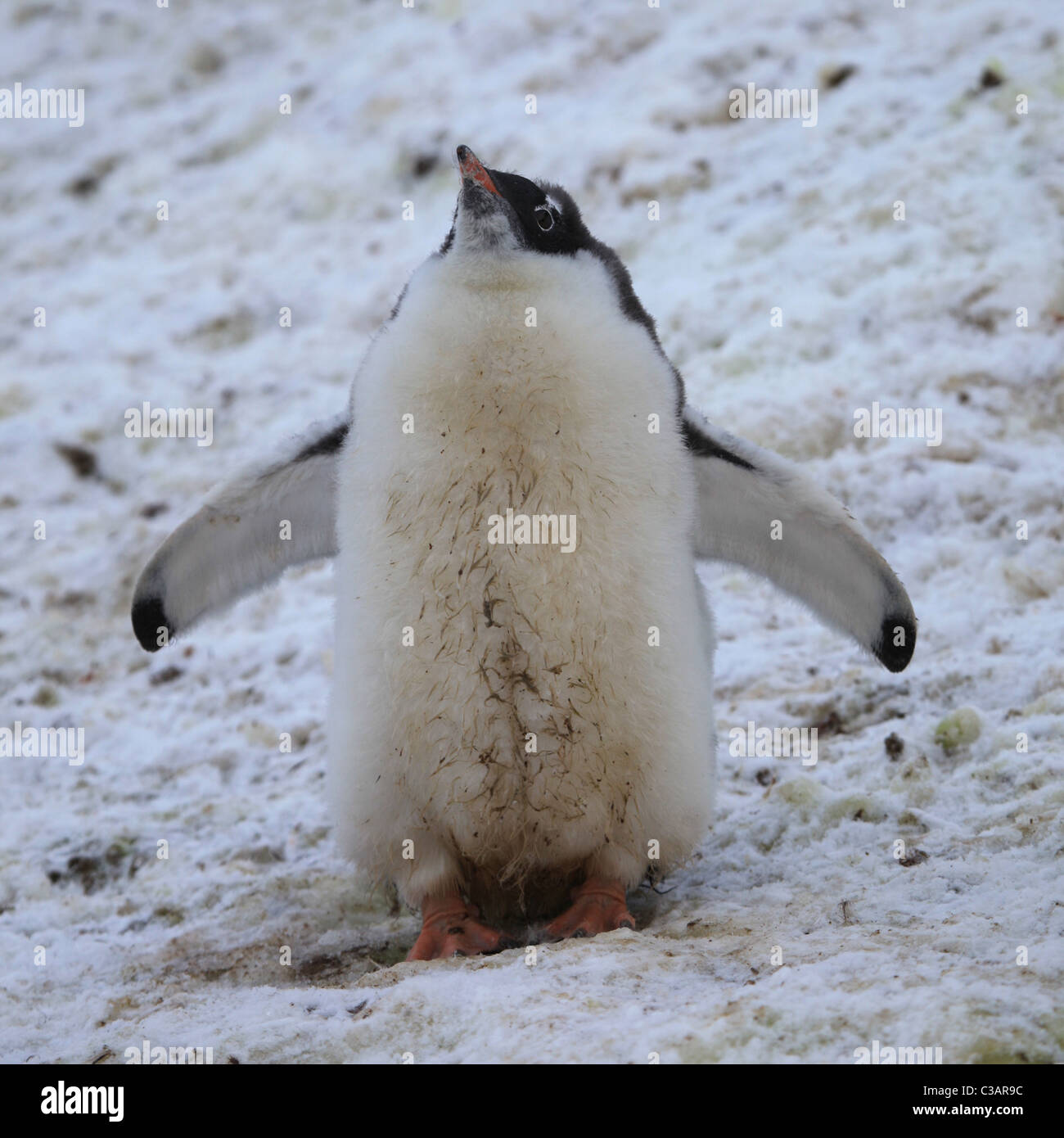 [Gentoo penguin] [Pygoscelis papua] facing camera with wings (flippers ...