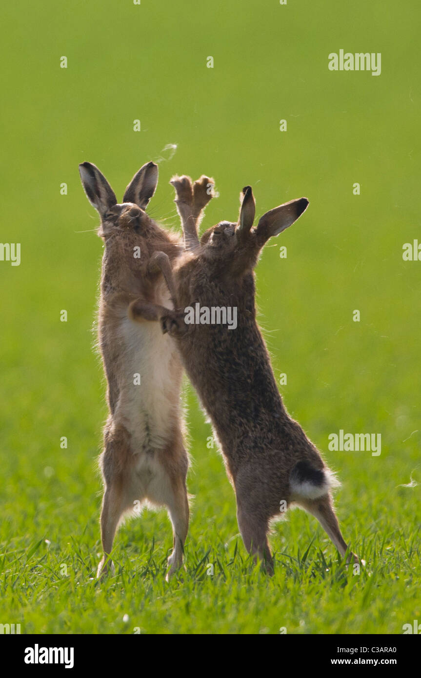 Boxing hares uk hi-res stock photography and images - Alamy