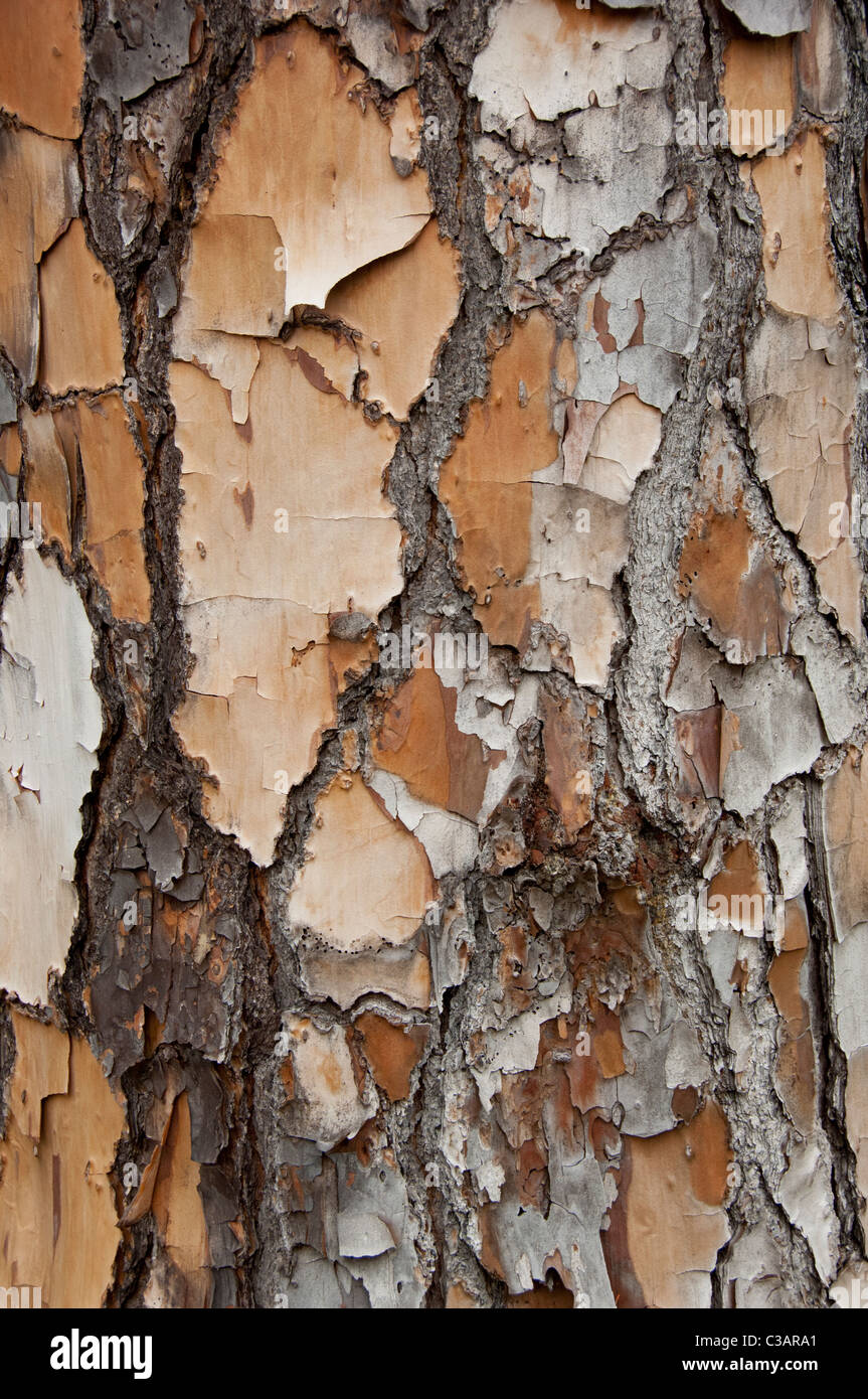 Long leaf pine tree hi-res stock photography and images - Alamy