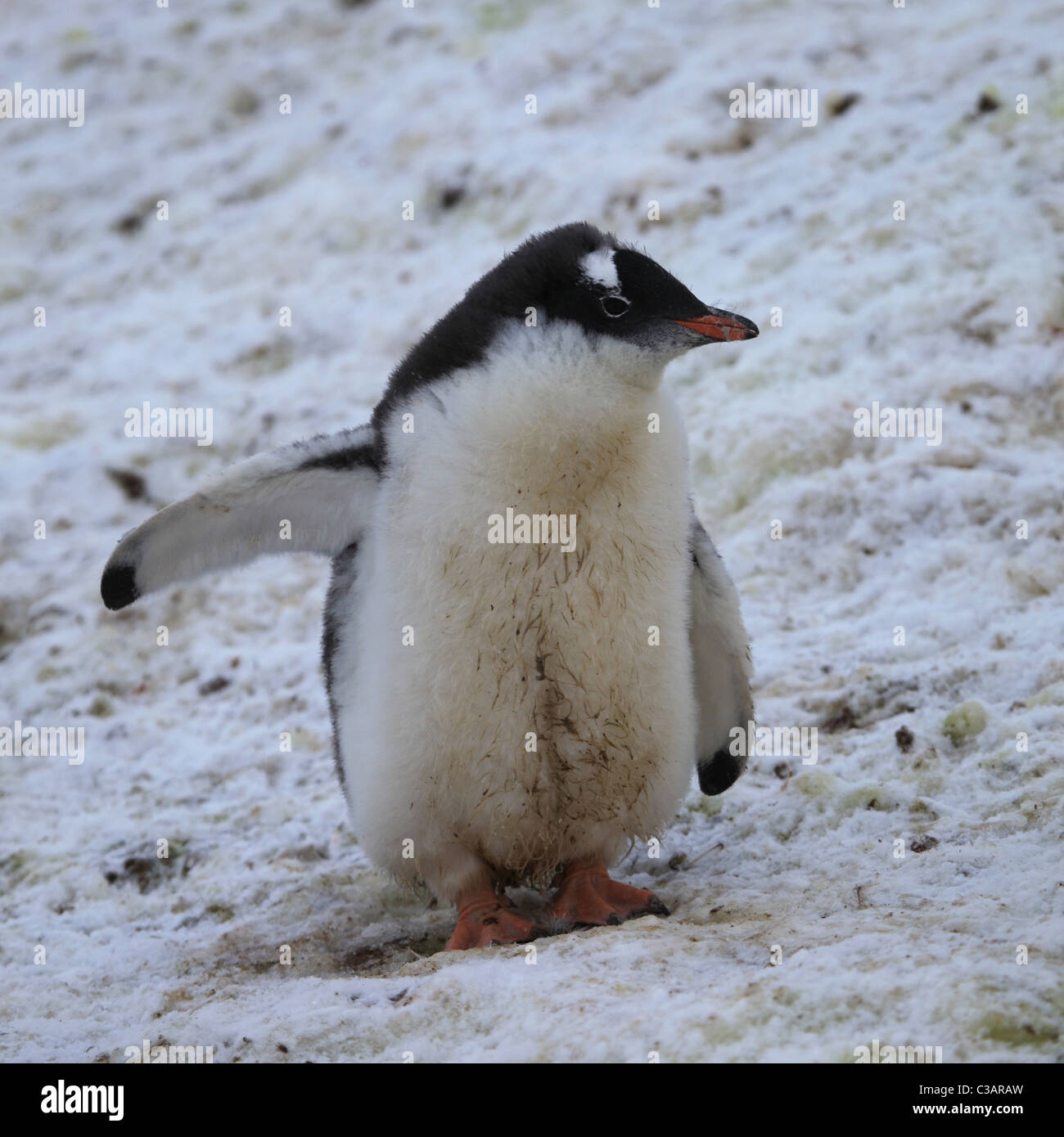 Penguin wing flippers hi-res stock photography and images - Alamy