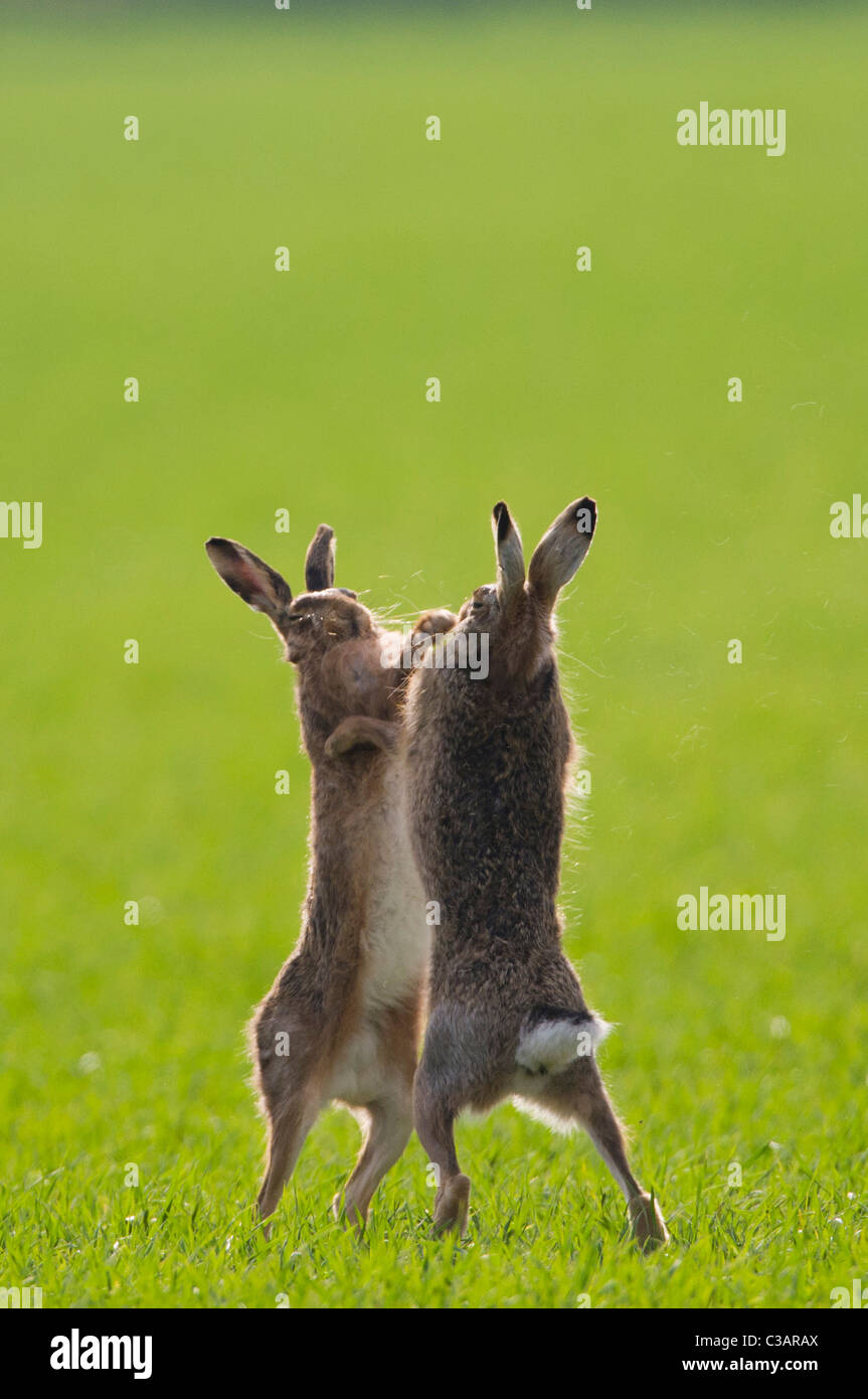 Boxing hares hi-res stock photography and images - Alamy