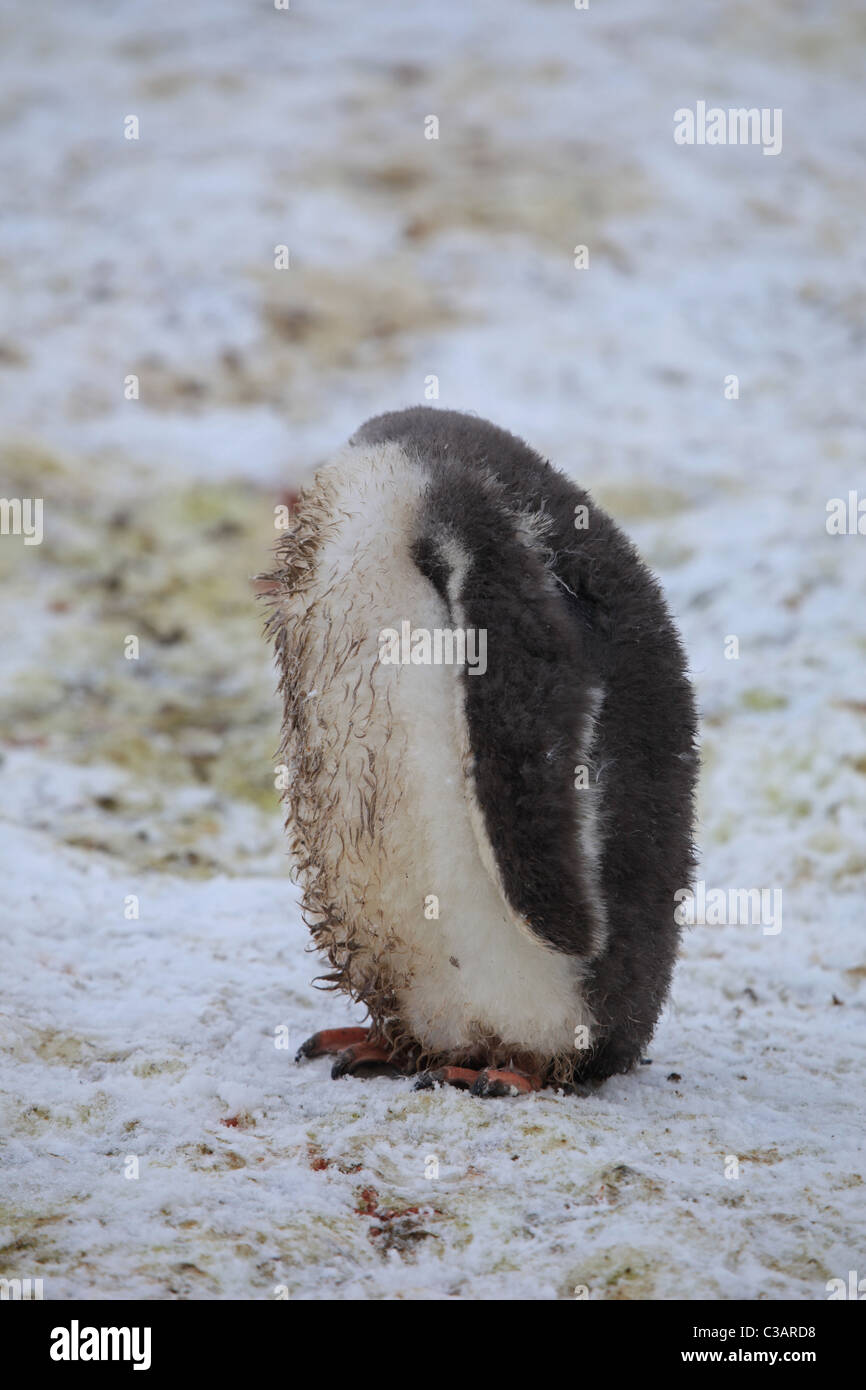 Headless bird hi-res stock photography and images - Alamy