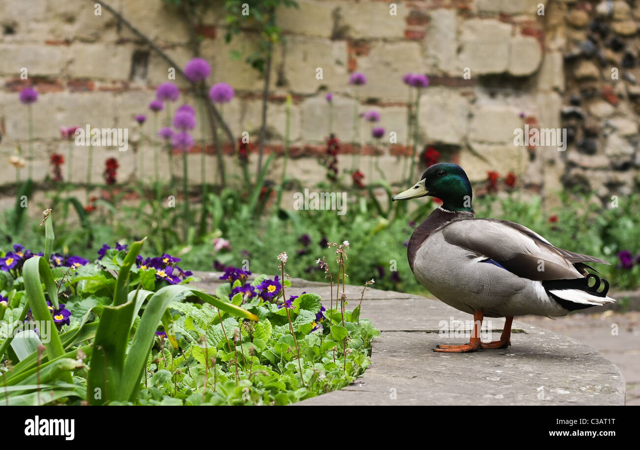 Male duck in a garden Stock Photo - Alamy
