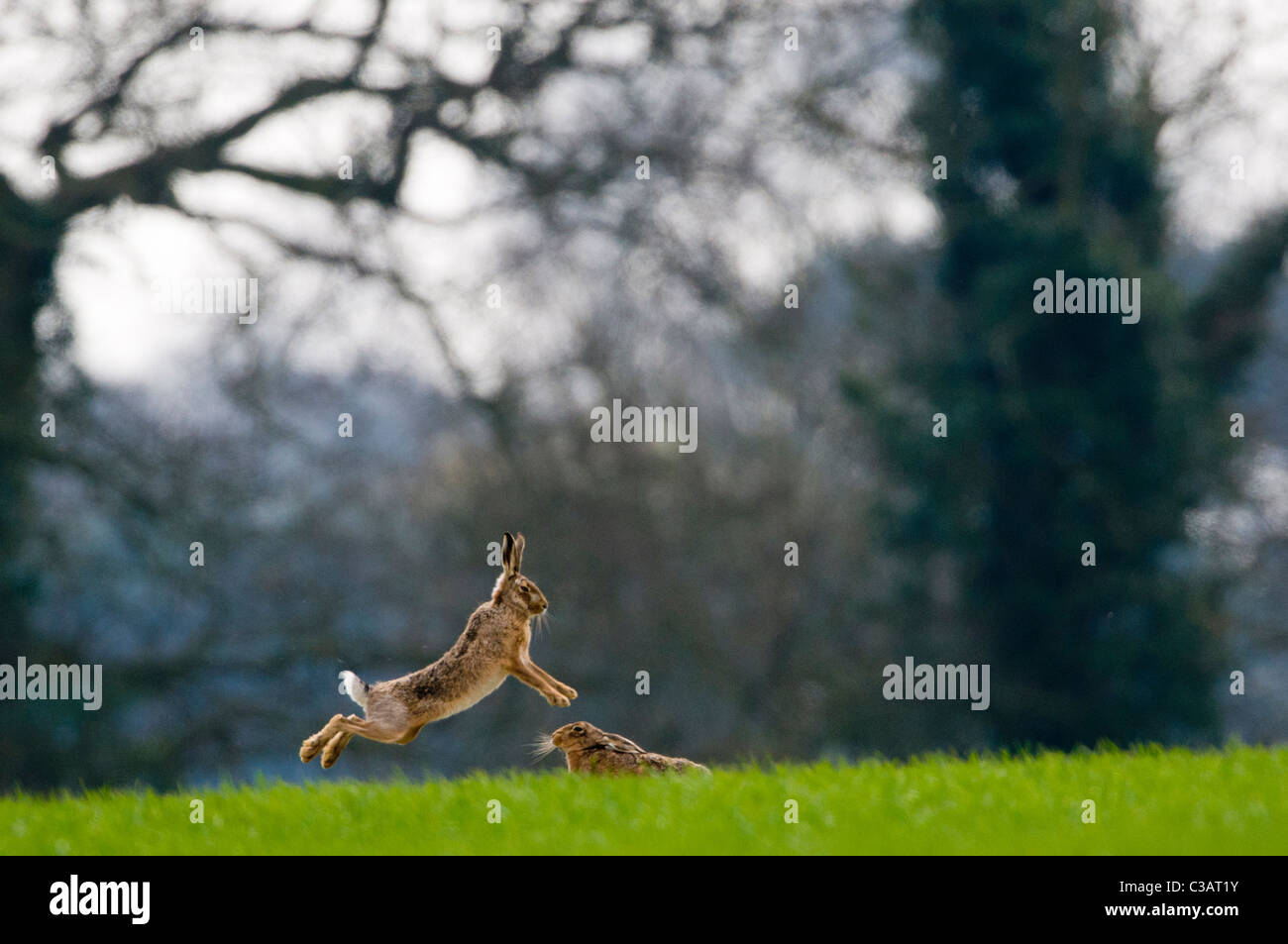 Boxing brown hares hi-res stock photography and images - Alamy