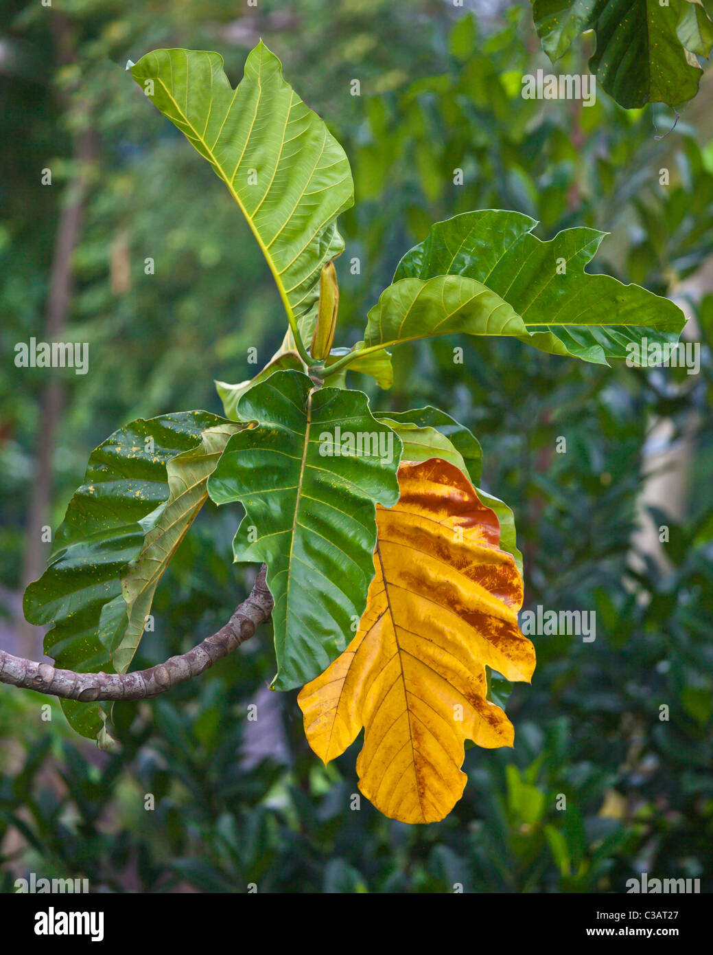 Tropical plants flourish on the island - UBUD, BALI Stock Photo - Alamy