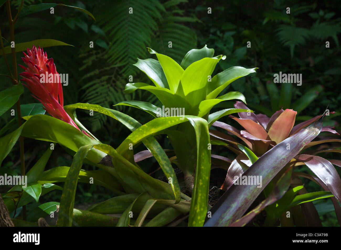 A BROMELIAD PLANTS in bloom at the BOTANICAL GARDEN UBUD - BALI ...