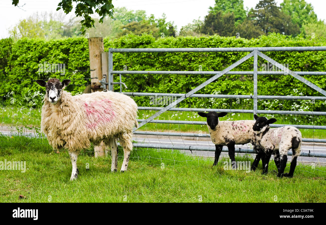 Wew with two lambs Stock Photo - Alamy