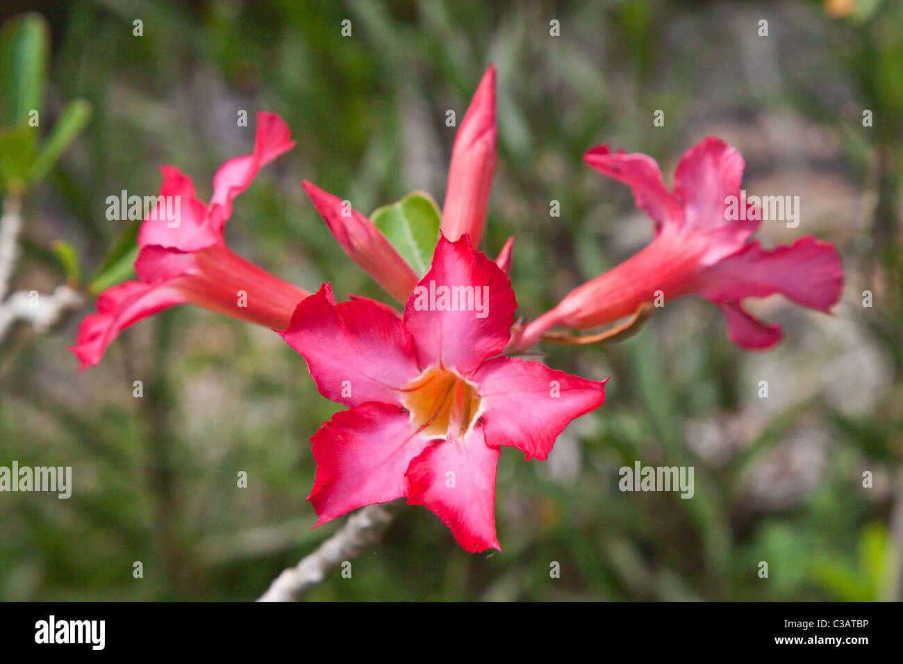 Indonesia Flower Names 12 Common Plants In Bali: Guide To Traditional