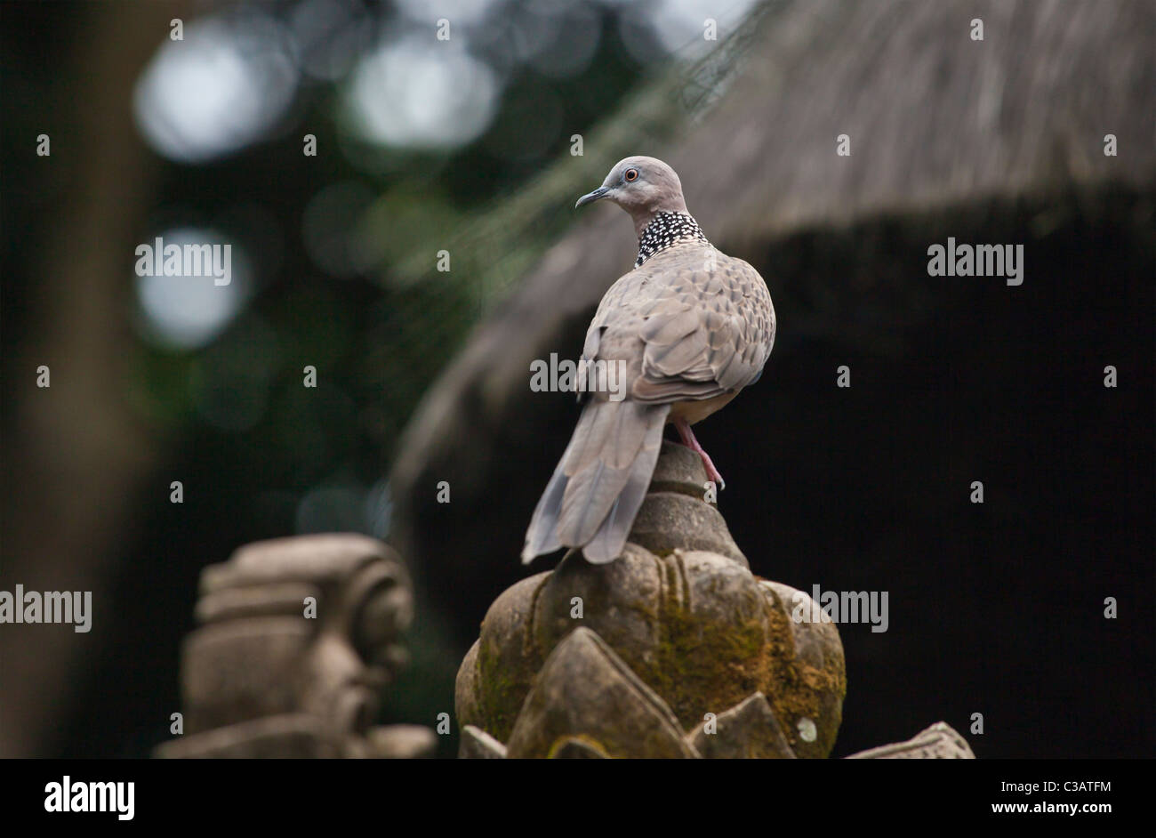 Sacred dove sculptures hi-res stock photography and images - Alamy