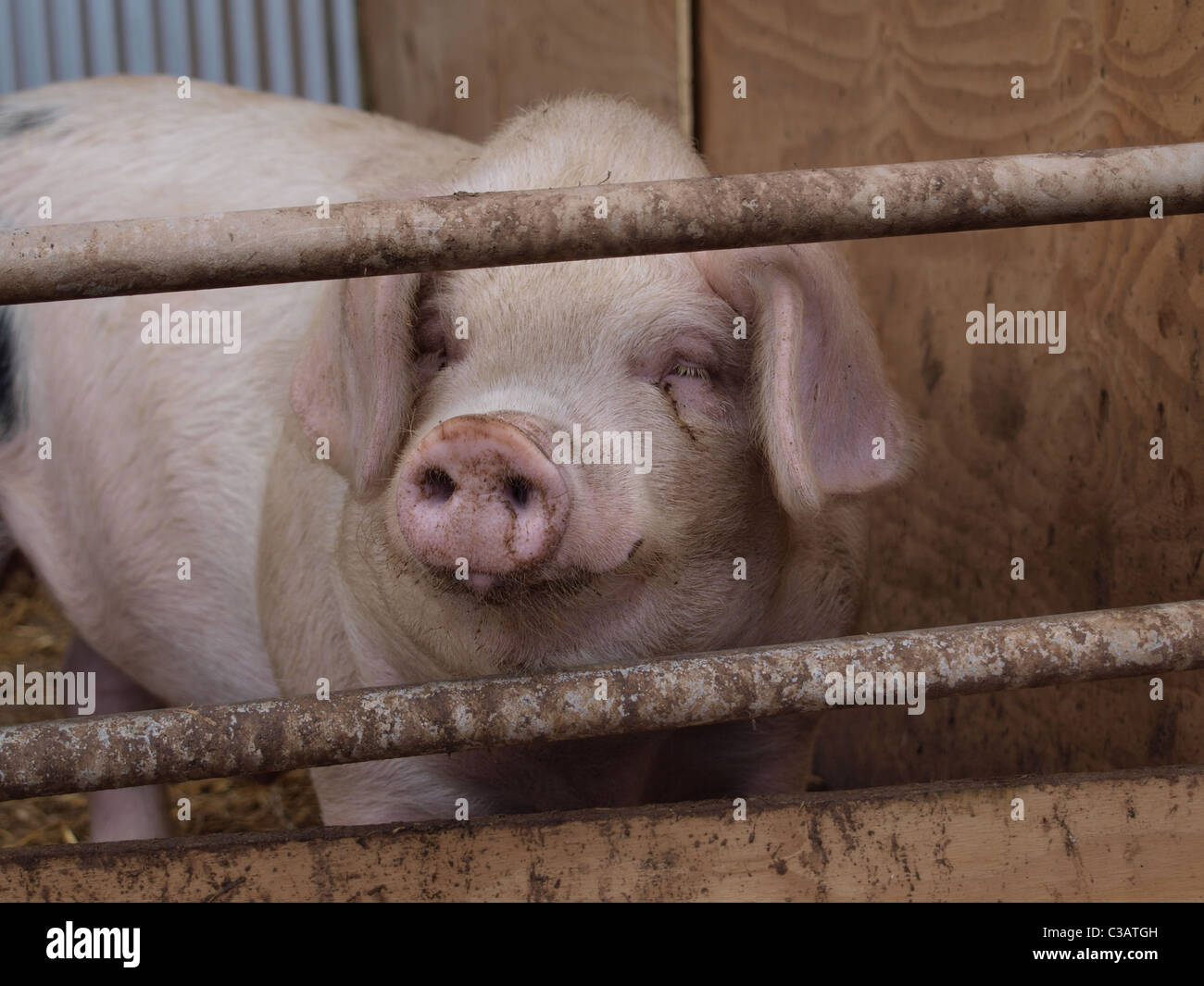 Pig behind gate hi-res stock photography and images - Alamy