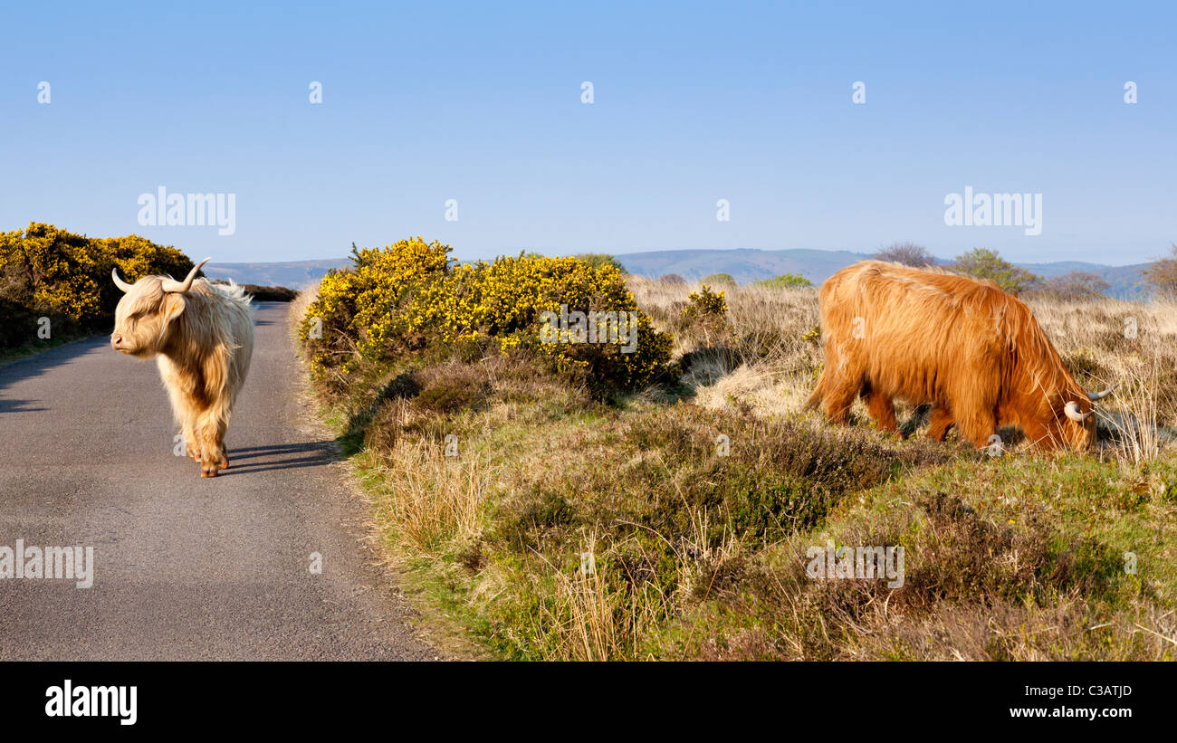 Exmoor highland cattle hi-res stock photography and images - Alamy