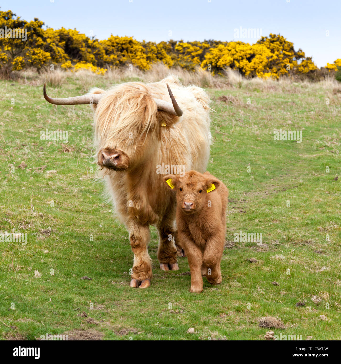 Highland Cow and Calf on Exmoor Stock Photo - Alamy