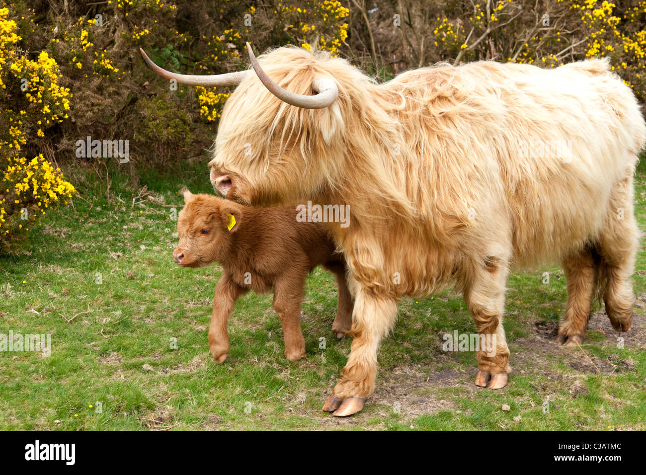 Highland Cow and Calf on Exmoor Stock Photo - Alamy