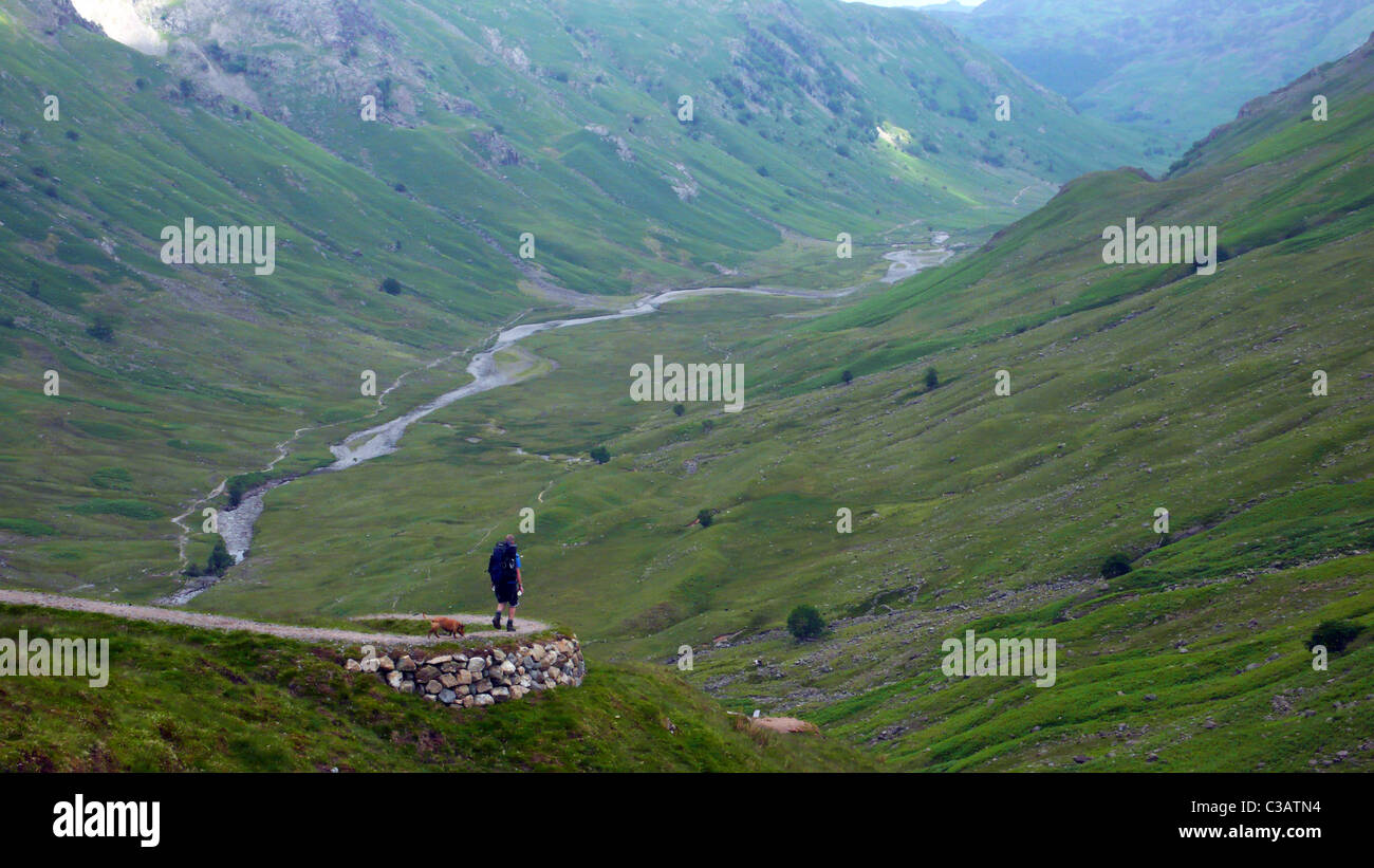 Stake hi-res stock photography and images - Alamy