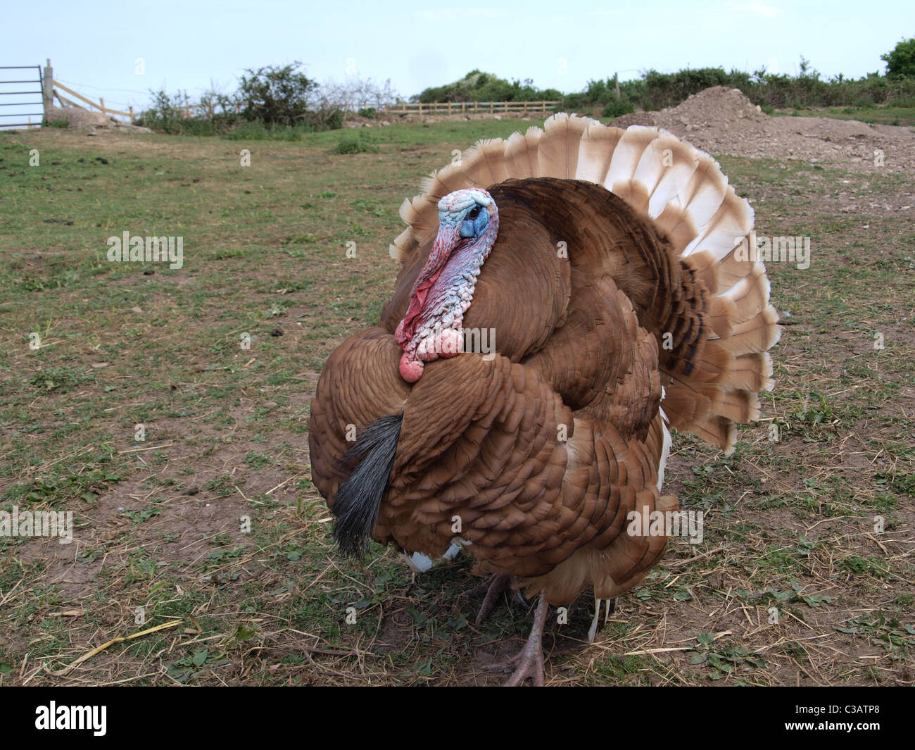 Domestic turkey. UK Stock Photo - Alamy