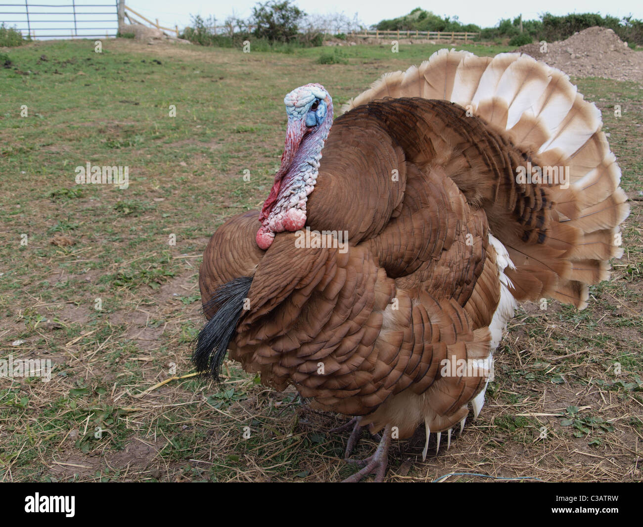 Domestic turkey hi-res stock photography and images - Alamy