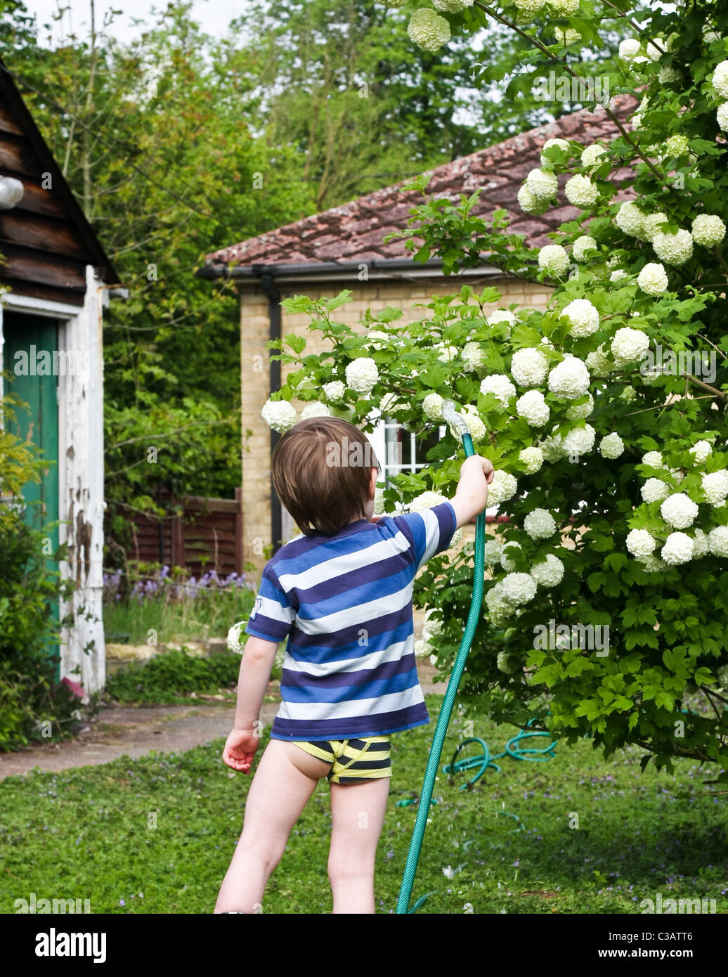 Little boy watering a tree Stock Photo - Alamy