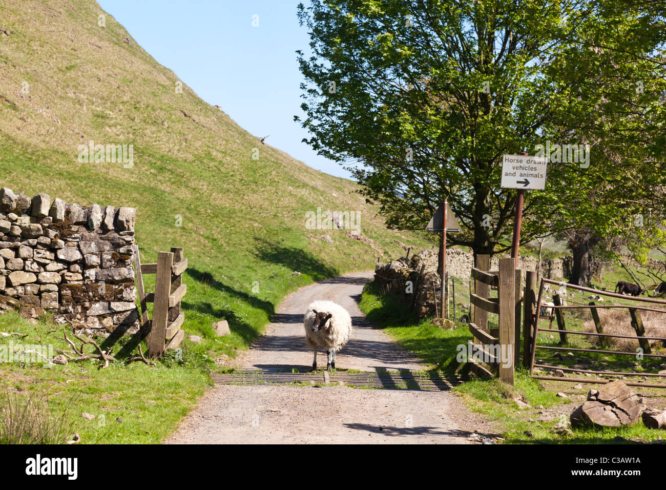 Sheep crossing a cattle grid Stock Photo - Alamy