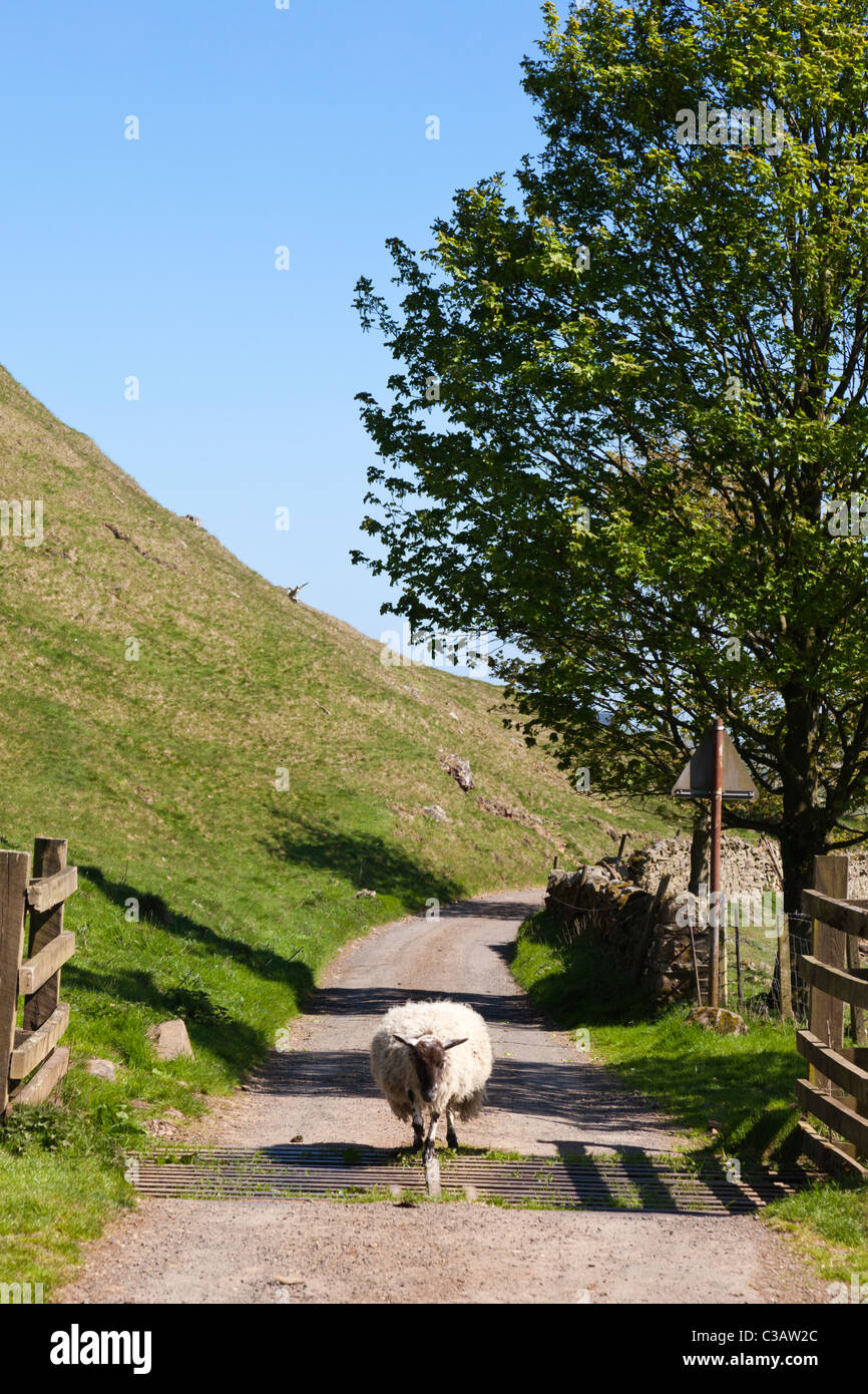Sheep crossing hi-res stock photography and images - Alamy
