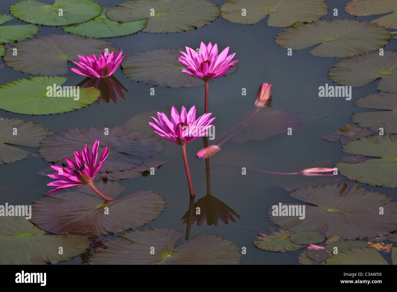 Moat water plants hi-res stock photography and images - Alamy