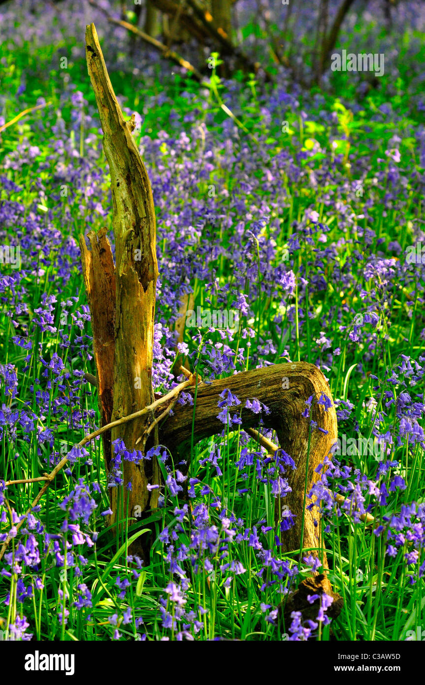 Tree stump chair hi-res stock photography and images - Alamy