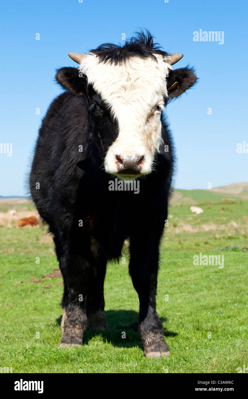 Bull grass hi-res stock photography and images - Alamy