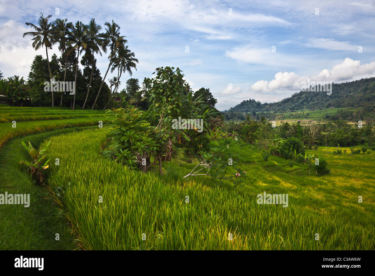 RICE TERRACES and BANANA PLANTS are a part of the islands agriculture ...
