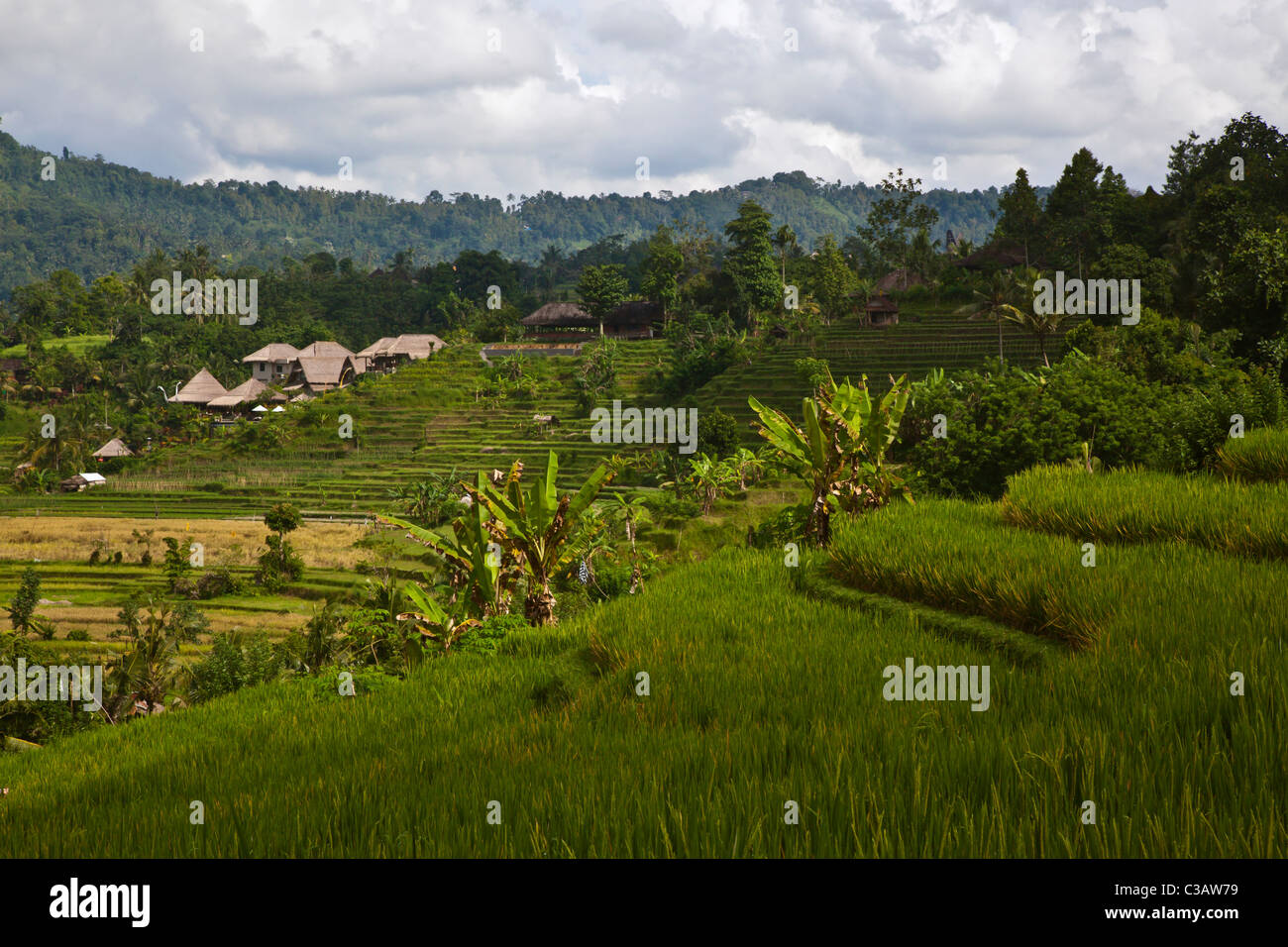 RICE TERRACES and BANANA PLANTS are a part of the islands agriculture ...