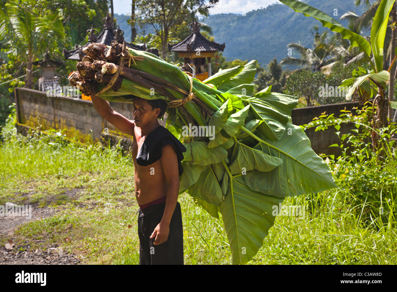 Taro plant tropical High Resolution Stock Photography and Images - Alamy