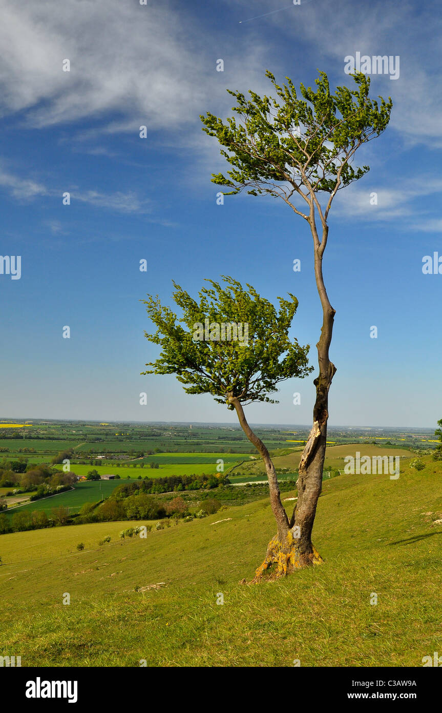 Lone windswept tree on pegsdon hi-res stock photography and images - Alamy