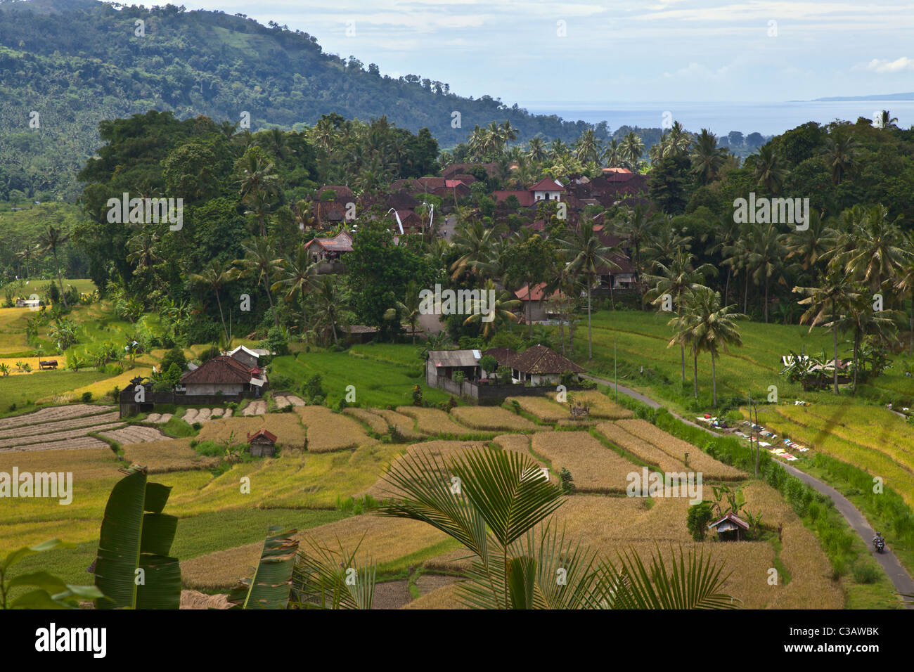 A rural village nestled amongst RICE TERRACES and COCONUT PALMS along ...