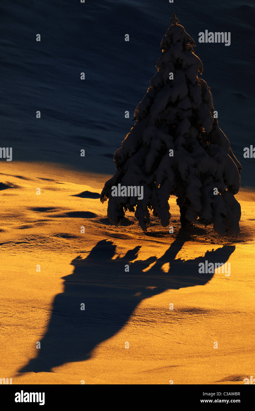 Backlit snow covered tree in Slovenia Stock Photo - Alamy