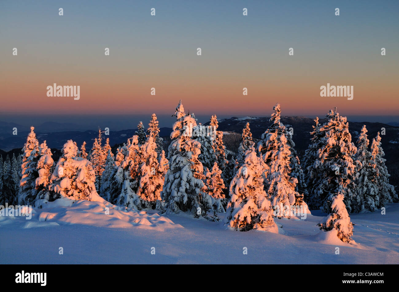 Snow capped trees in Slovenian Alps Stock Photo - Alamy
