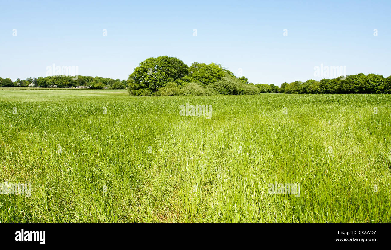 Perfect field of rye crop in Essex, England Stock Photo - Alamy