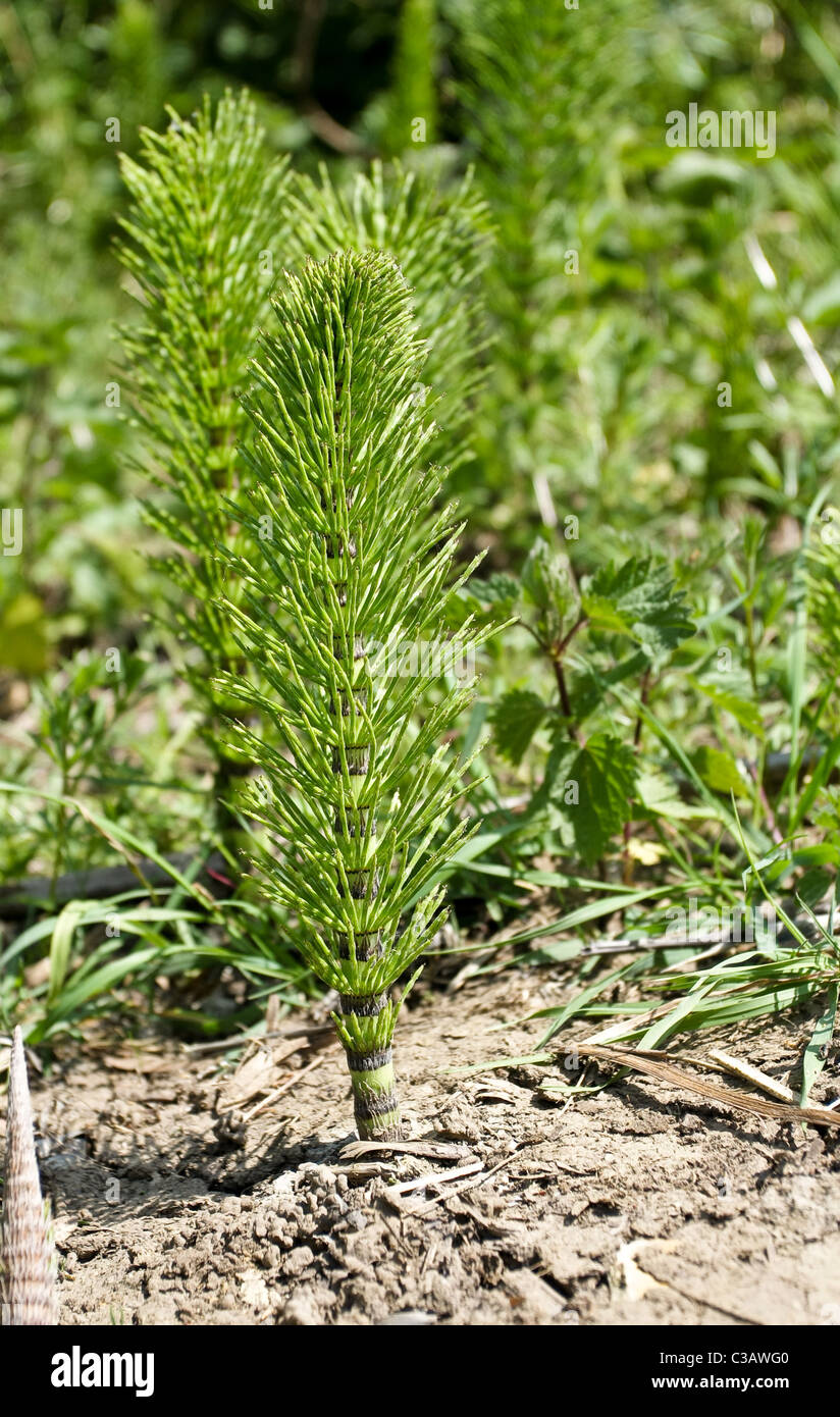 Horsetail plant hi-res stock photography and images - Alamy