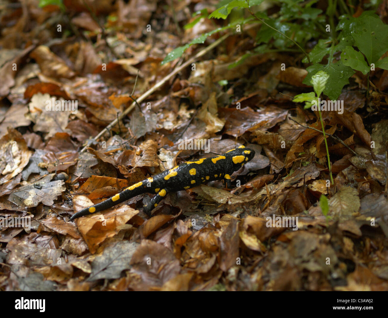 Fire salamander / Salamandra salamandra running around the forest ...
