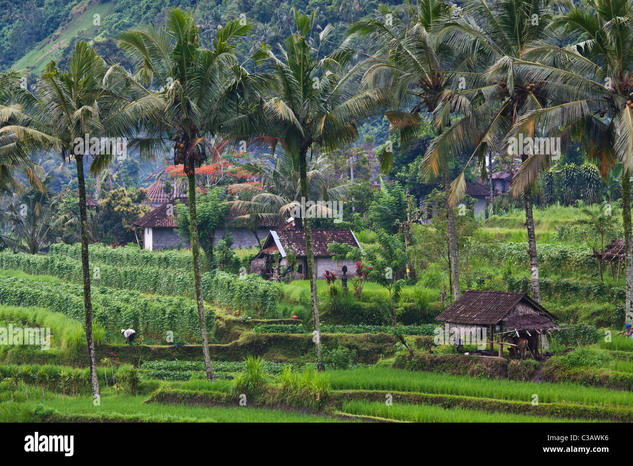 A RURAL VILLAGE, RICE TERRACES and COCONUT PALMS are part of the ...